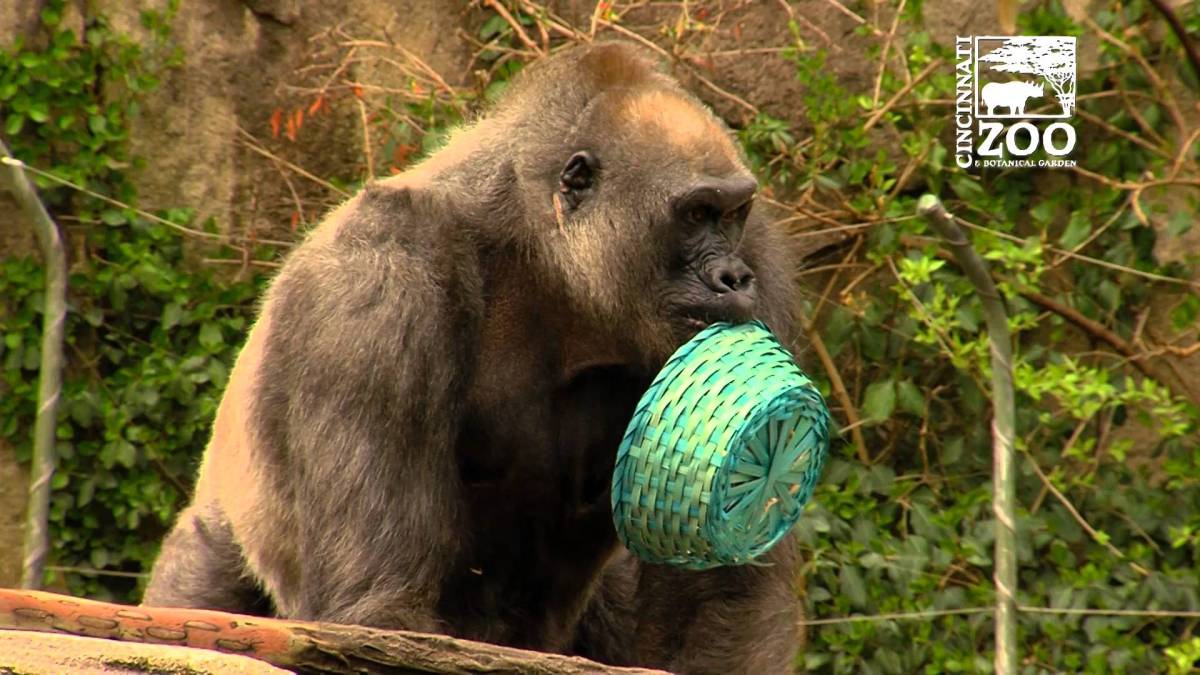 Gorillas Hunt for Easter Eggs at the Cincinnati Zoo | The Mary Sue
