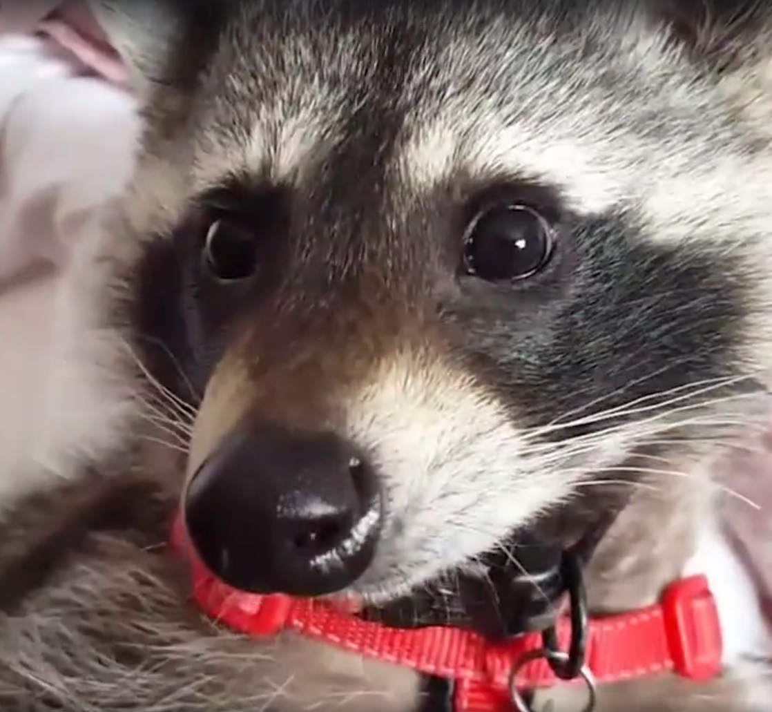 Monday Cute: Therapy Raccoon Cody | The Mary Sue