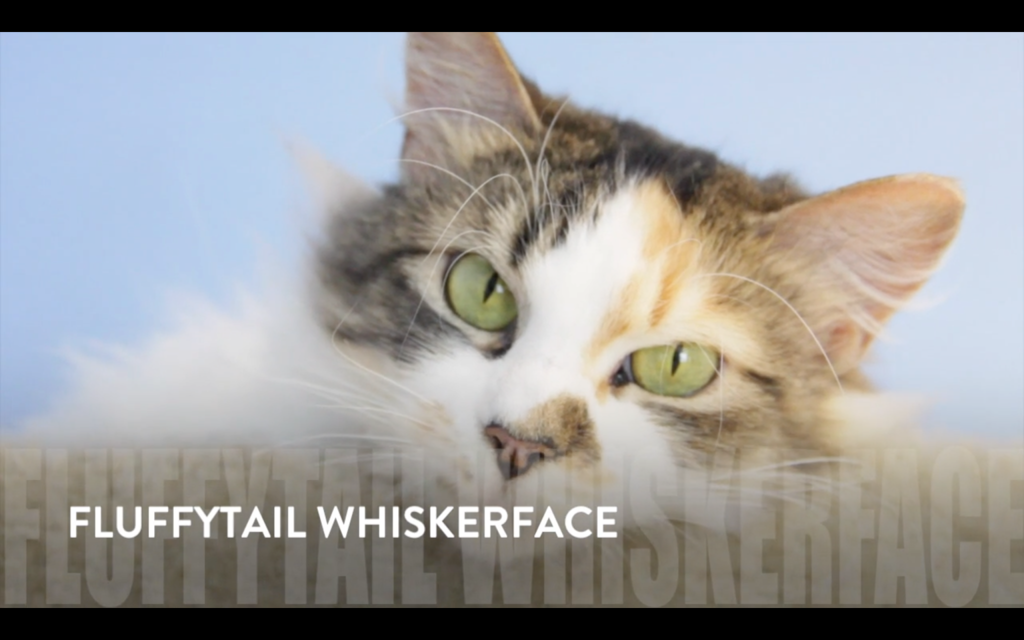 Key and Peele Gift the Perfect Names to Shelter Cats | The Mary Sue