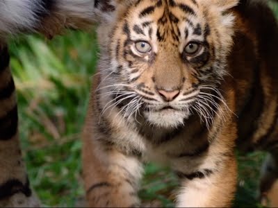 Mama Tiger Shows Off Baby Tigers | The Mary Sue