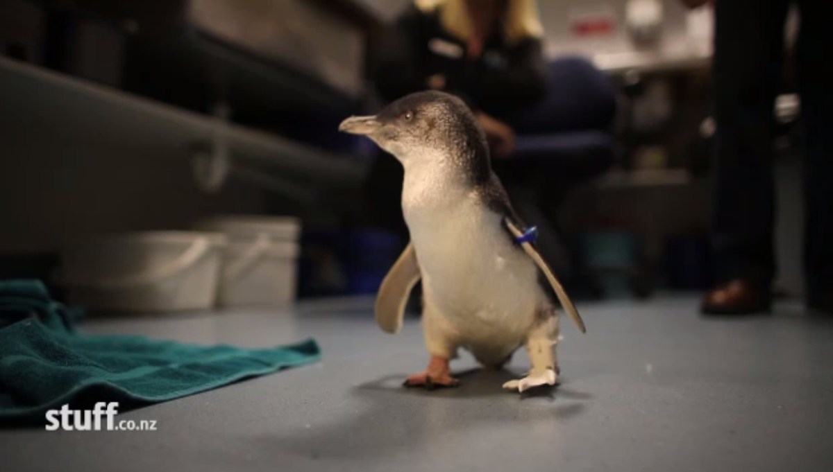 New Zealand Penguin Receives Prosthetic Foot | The Mary Sue