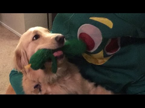 Monday Cute: Dog's Human Dressed as Her Favorite Toy | The Mary Sue