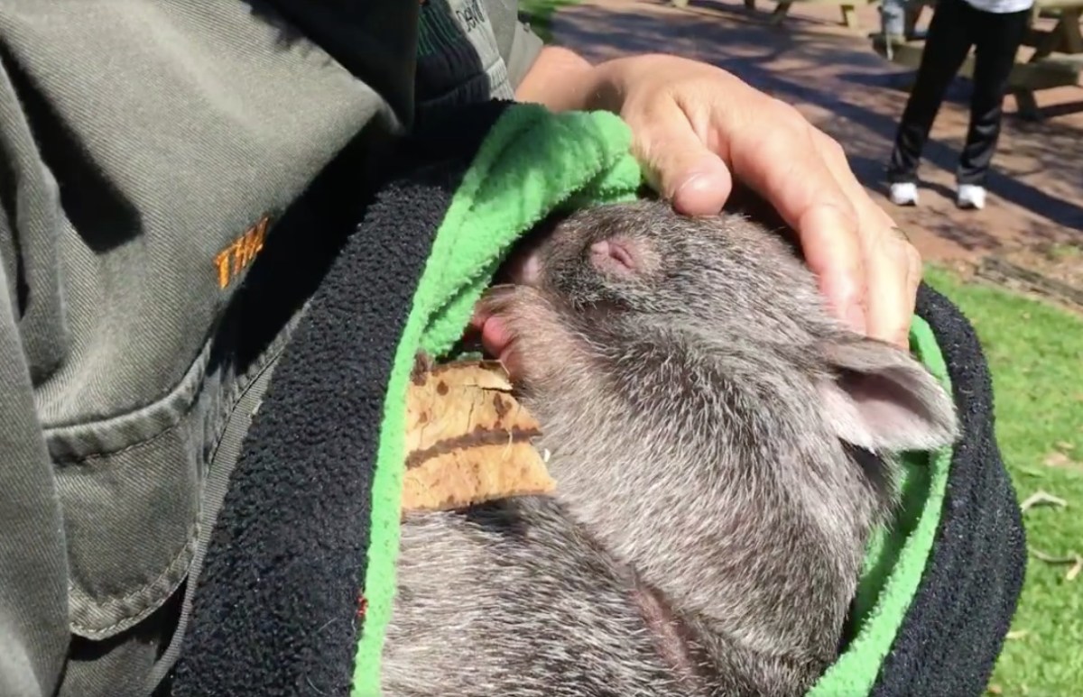 Monday Cute: Wombat Frolics With Its Human | The Mary Sue