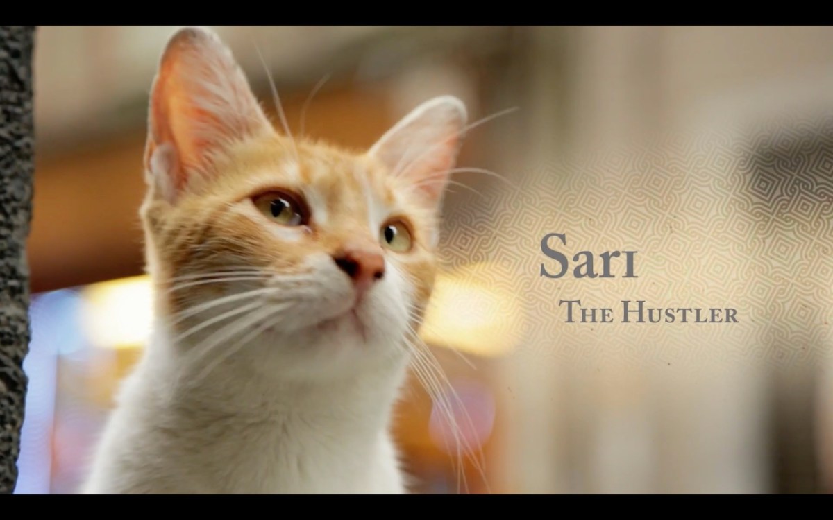 Kadi, Another Cat Documentary to Add to Your Growing List | The Mary Sue