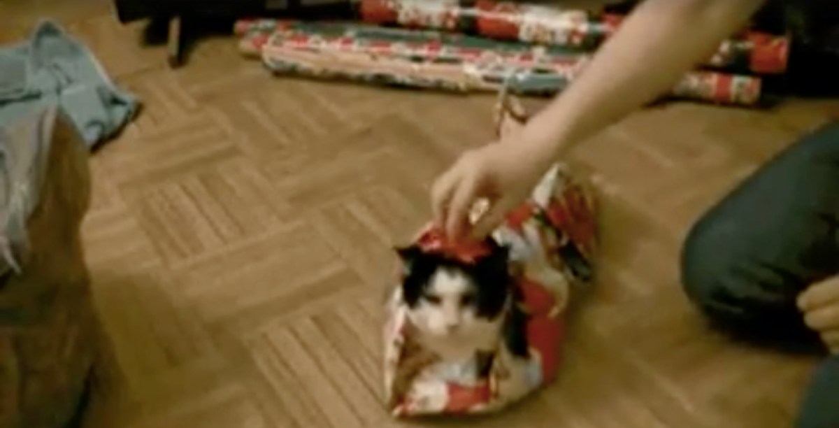 Monday Cute: Give the Gift of a Cat This Holiday Season | The Mary Sue
