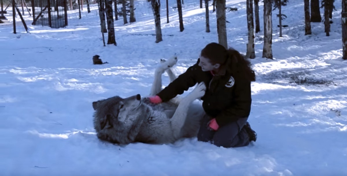 Monday Cute: Timber Wolves Playing in Snow | The Mary Sue
