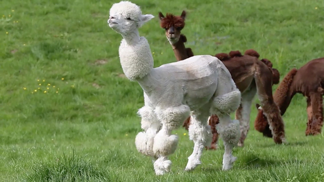 Alpacas Styled Like Poodles Will Start Your Week Off Right | The Mary Sue
