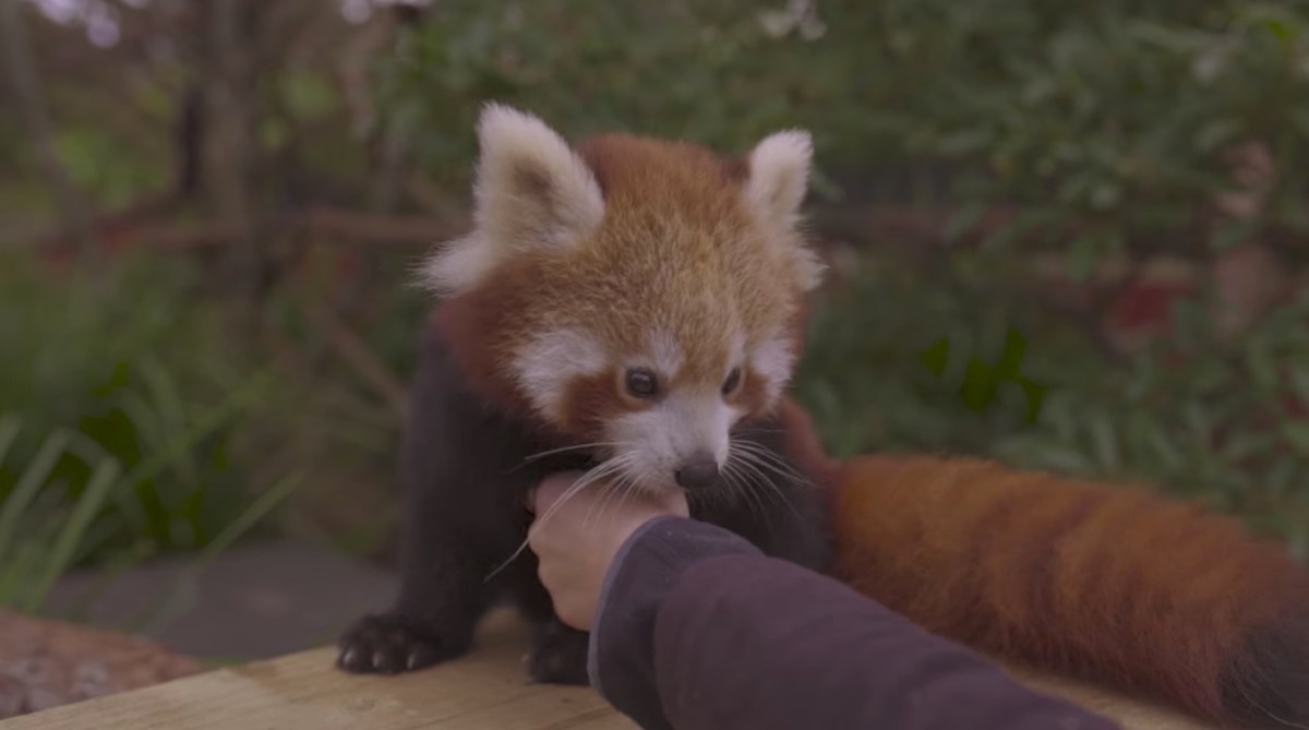 Red Panda Cub Can't Get Enough Belly Tickles | The Mary Sue