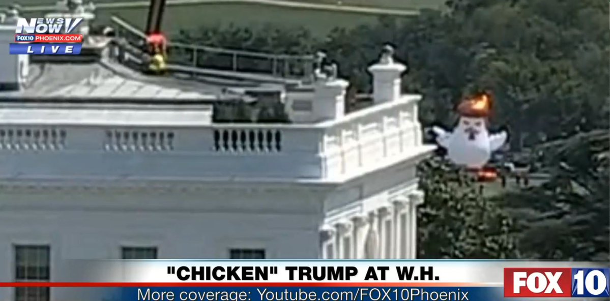 Best Thing: Inflatable Trump Chicken Behind the White House | The Mary Sue