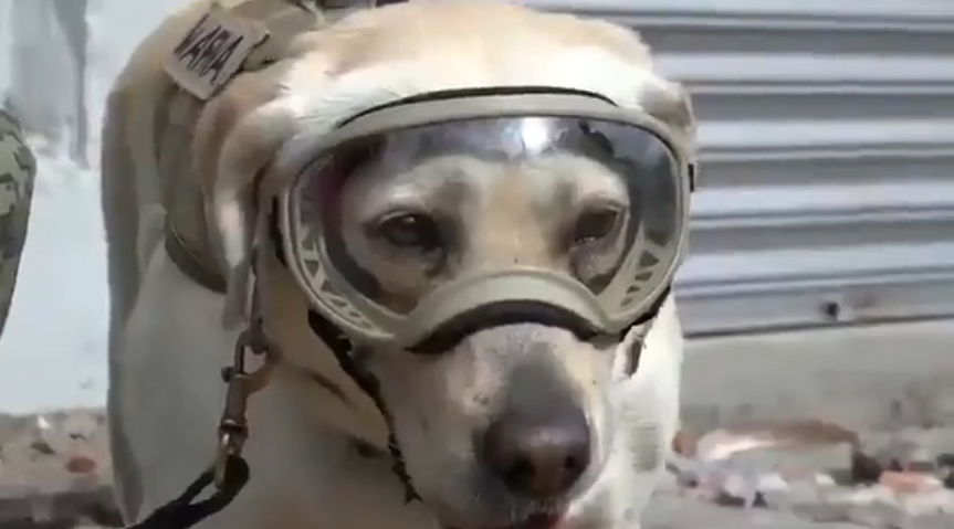 Rescue Dog Frida: Floofiest Hero of the Mexico Earthquake | The Mary Sue