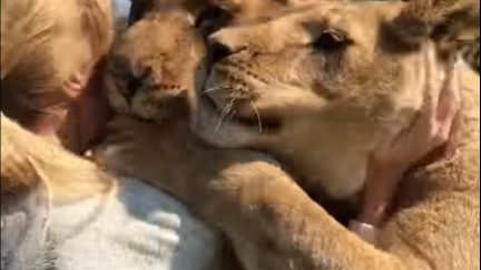 Monday Cute: Watch These Lions Love On Their Favorite Human | The Mary Sue