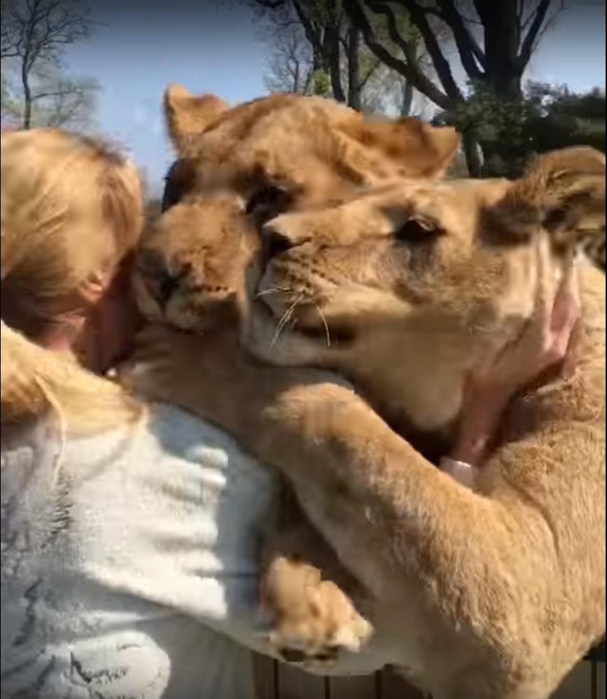 Monday Cute: Watch These Lions Love On Their Favorite Human | The Mary Sue