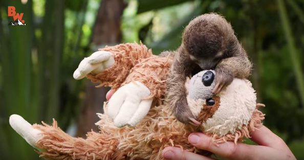 Monday Cute: Please Meet B-rad the Baby Sloth | The Mary Sue