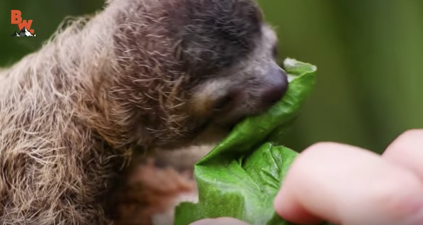 Monday Cute: Please Meet B-rad the Baby Sloth | The Mary Sue