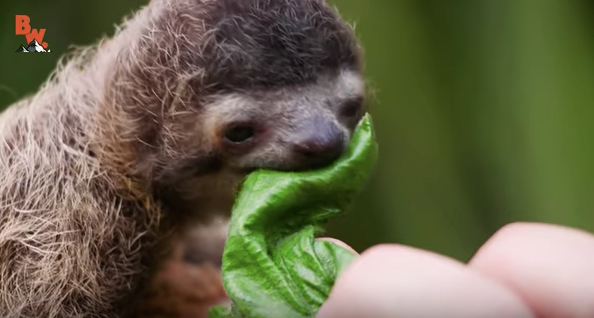 Monday Cute: Please Meet B-rad the Baby Sloth | The Mary Sue