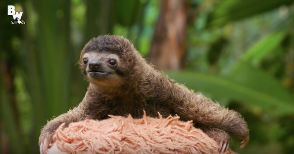 Monday Cute: Please Meet B-rad the Baby Sloth | The Mary Sue