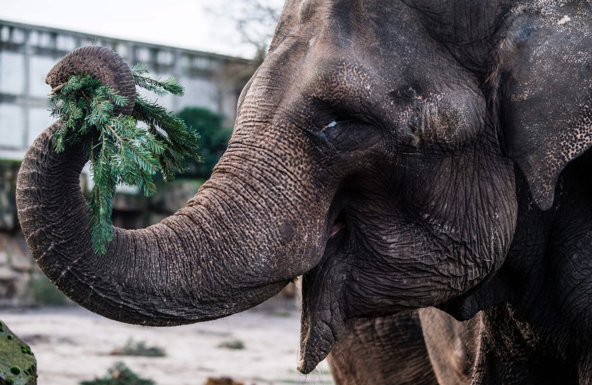 Elephant Parade Raises Awareness for Endangered Asian Elephants | The ...