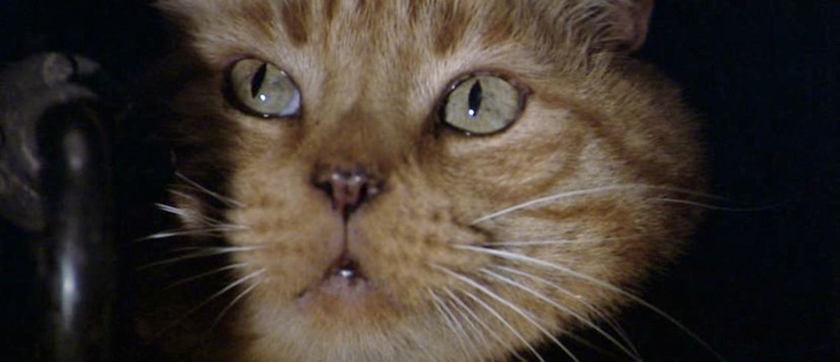 Jonesy From 'Alien' Gets His Own Book | The Mary Sue