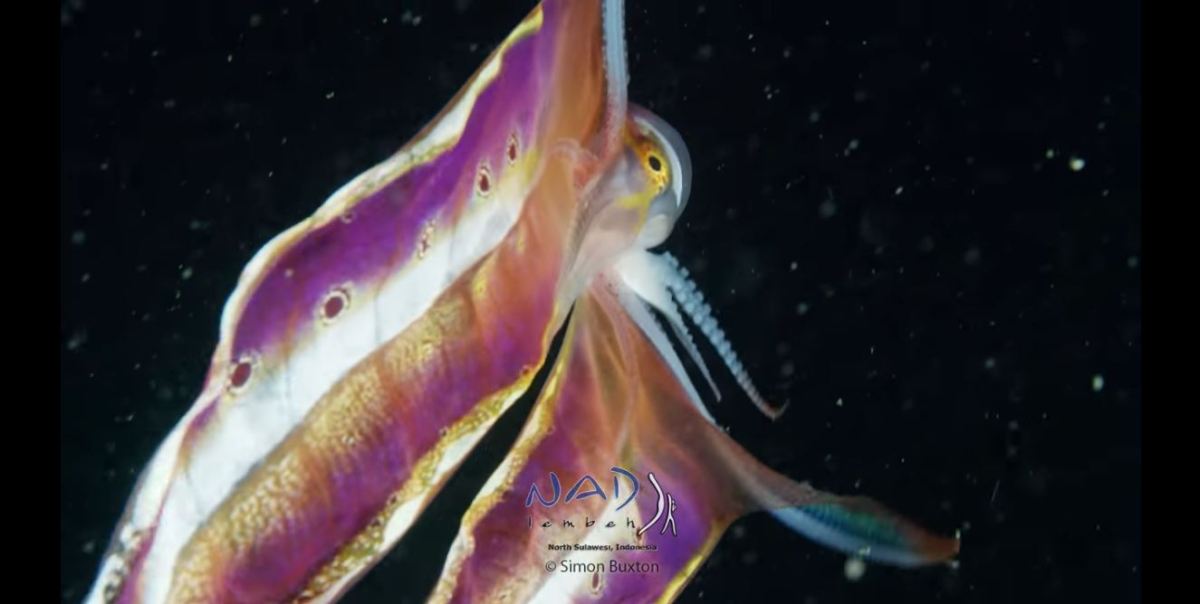 The Internet is Mesmerized by This Stunning Blanket Octopus | The Mary Sue