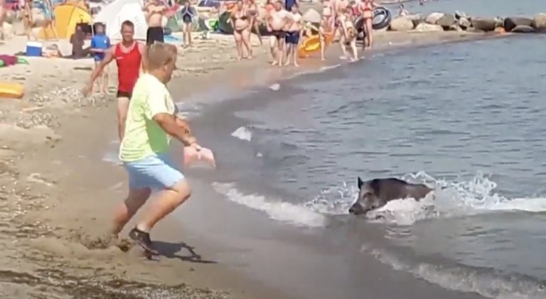 Nature Is Healing and We Bow Down to Our Boar Overlords | The Mary Sue