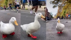 Wrinkle the Duck Ran in the New York City Marathon