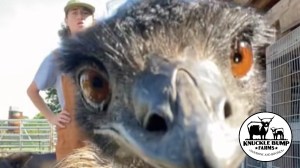 Who Is the Viral Emu TikTok Sensation Emmanuel?