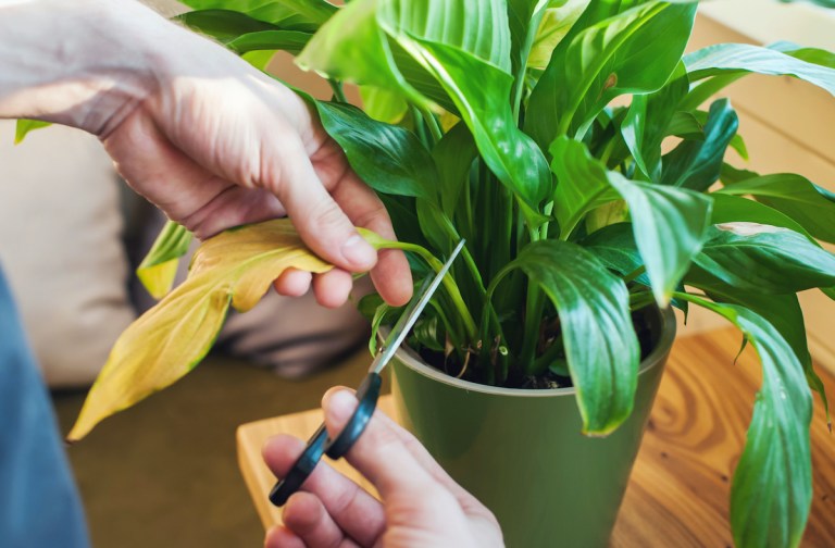 Wait, Are My Houseplants Crying or Screaming at Me? | The Mary Sue