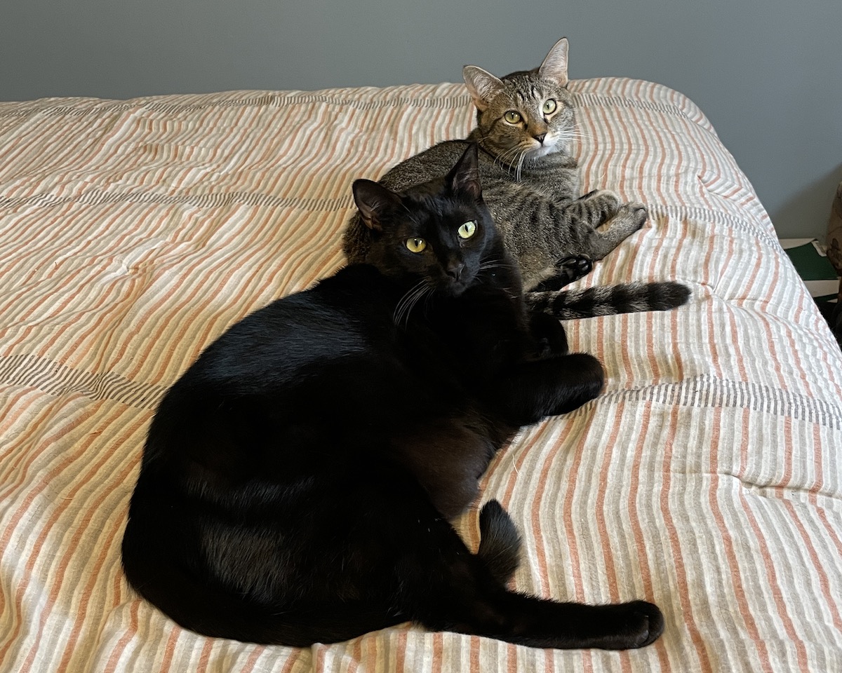 'Star Trek: Lower Decks:' How Does Moopsy Rank Against Every Cute Thing ...