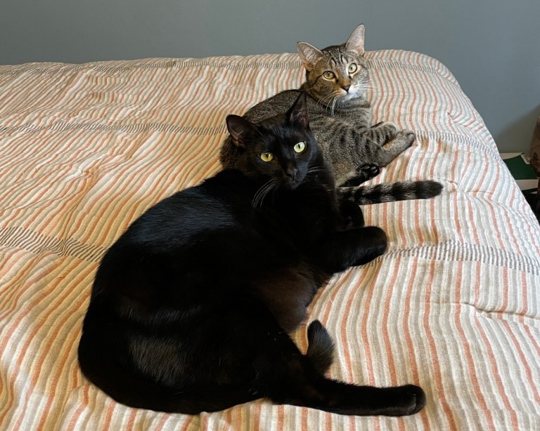 'Star Trek: Lower Decks:' How Does Moopsy Rank Against Every Cute Thing ...