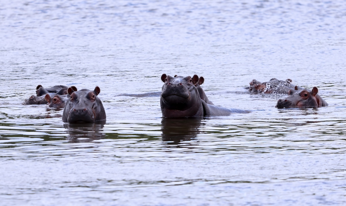 Pablo Escabar's Hippos Are Finally Getting Sterilized | The Mary Sue