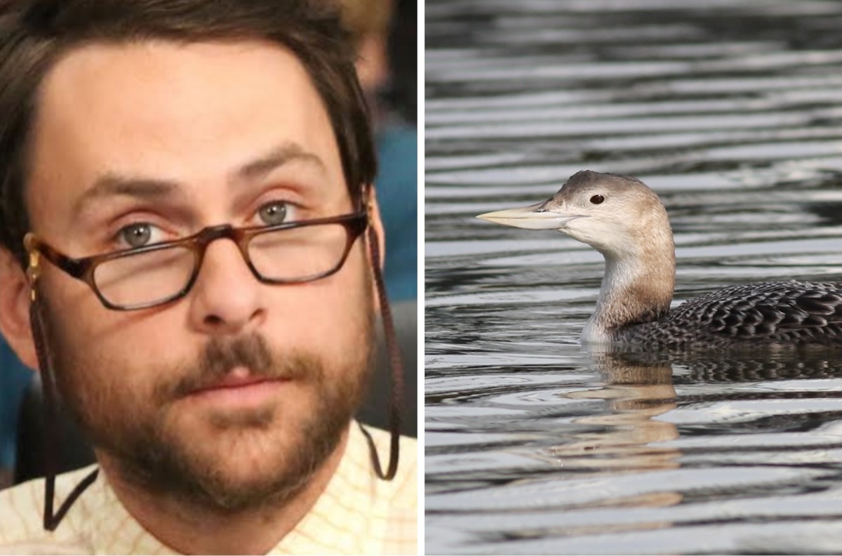 Bird Law Helps the Yellow-Billed Loon in Las Vegas of All Places | The ...
