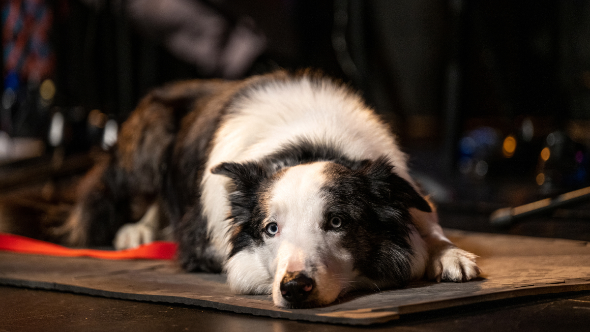This BTS Pic of Messi the Dog Made My Day | The Mary Sue
