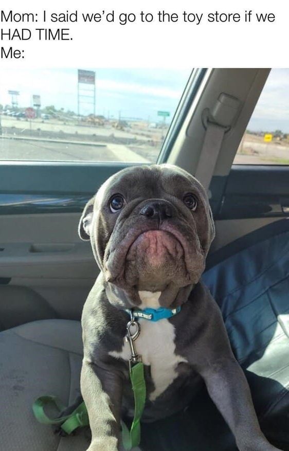 Best national dog day memes, ranked | The Mary Sue