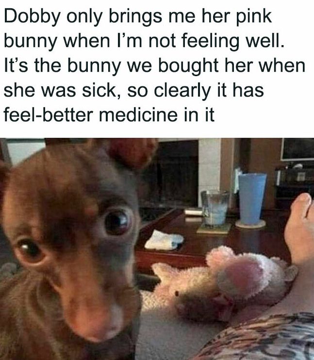 Best national dog day memes, ranked | The Mary Sue