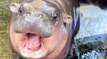 Who is Moo Deng, the viral baby hippo? Explained | The Mary Sue