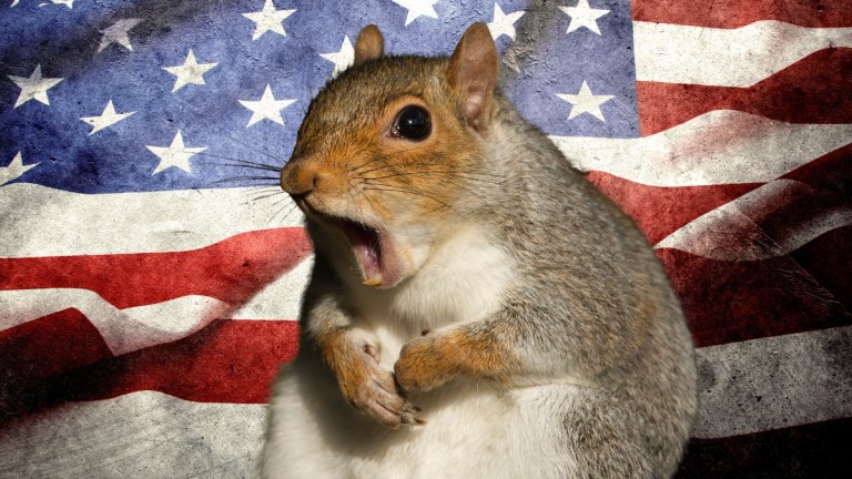 ‘The Democrats murdered the Elon Musk of squirrels’: MAGA somehow ...
