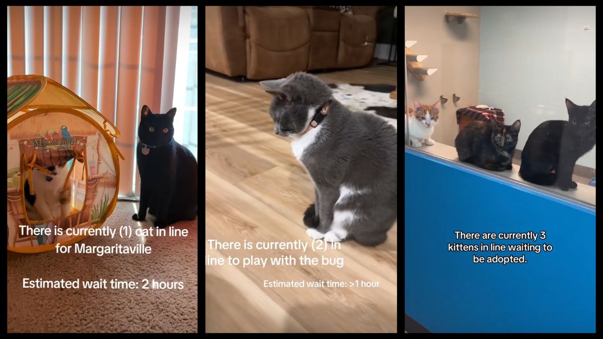 'Hi, are you taking reservations?': Cats waiting in line is the TikTok ...