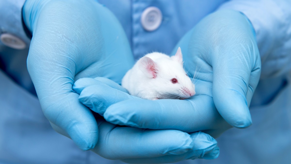 Donald Trump melts down over supposed ‘transgender mice’ because he ...