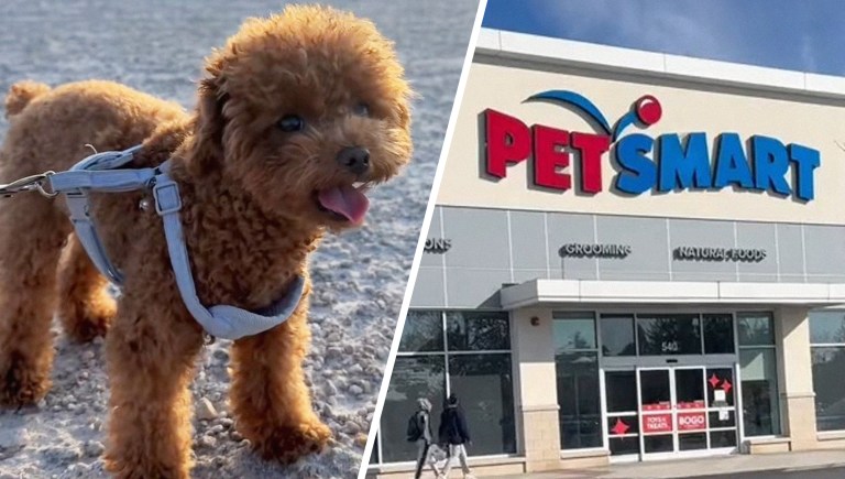 ‘I would have been getting arrested’: Woman takes poodle to PetSmart ...