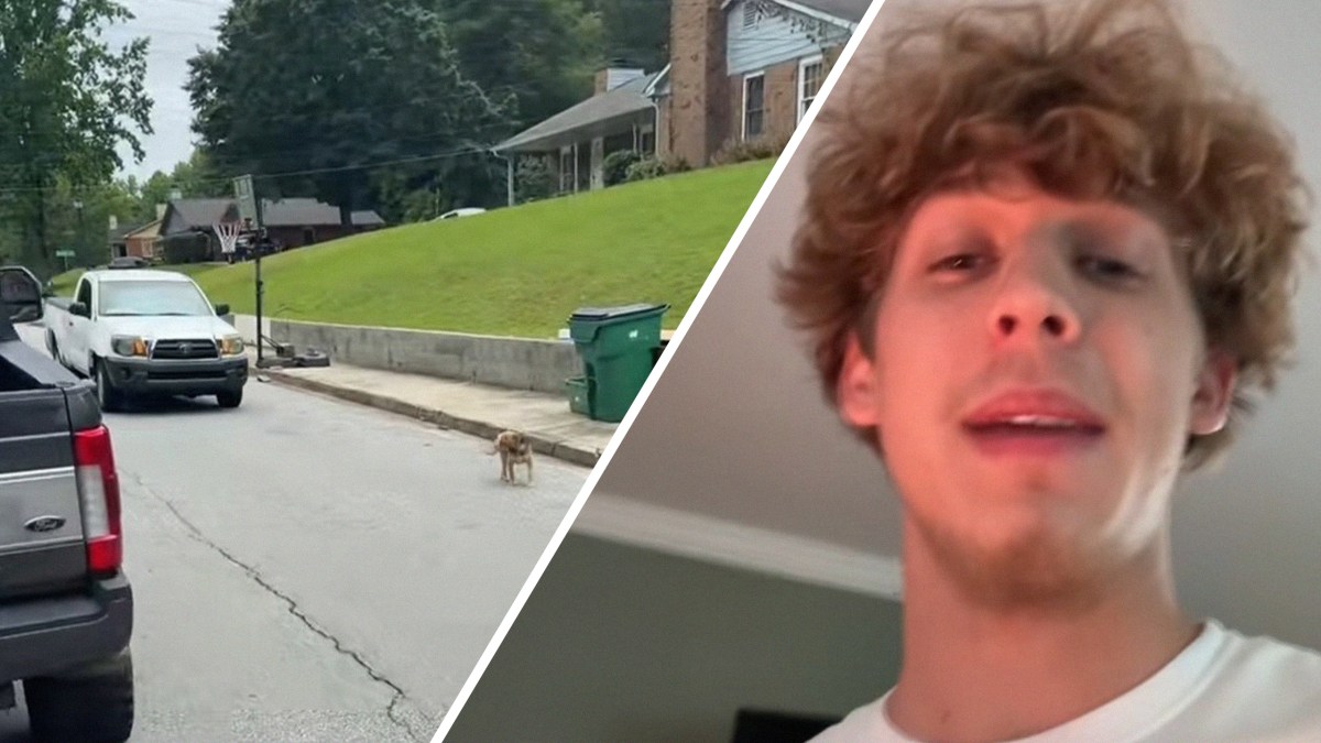 Accident Averted: Did This Driver Almost Hit This Dog on Purpose?