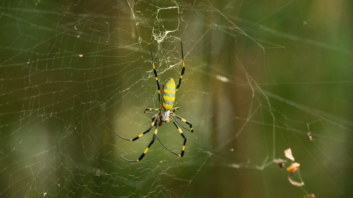 America's latest invasive nightmare is here, and you won’t believe how ...